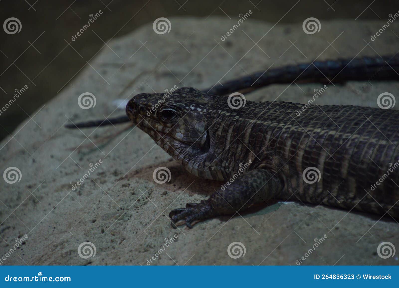 Closeup of a Calm Big Lizard Resting on a Rock Stock Image - Image of ...