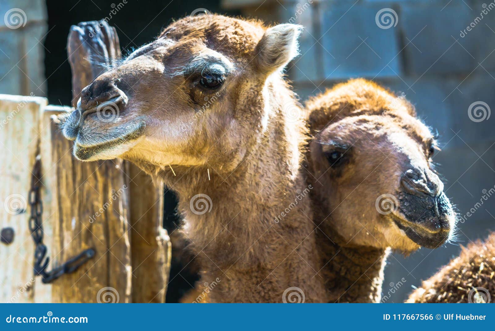 Closeup of Camel in the Desert of Iran Stock Photo - Image of india ...