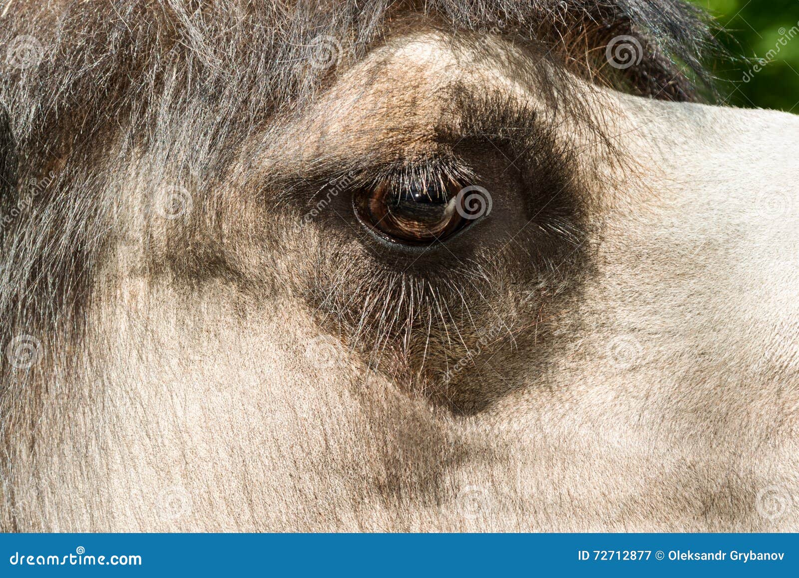 Closeup of a camel eye stock image. Image of mammal, outdoors - 72712877