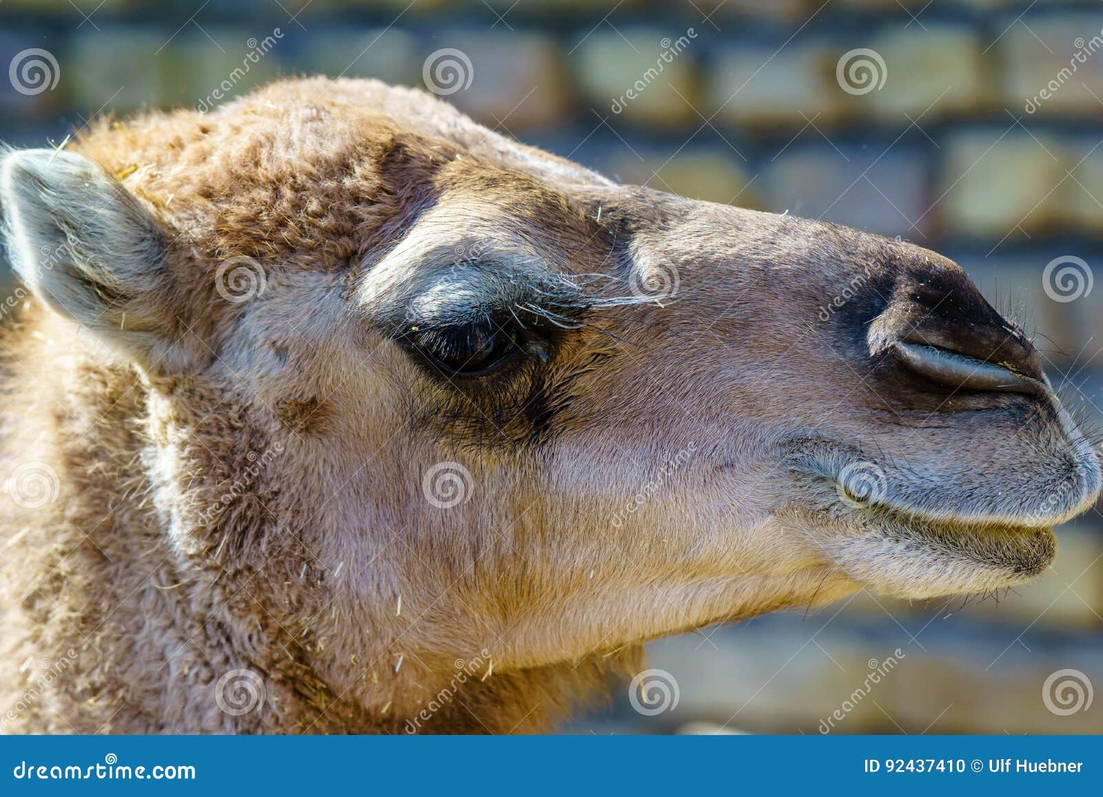 Closeup of camel face stock photo. Image of desert, eastern - 92437410