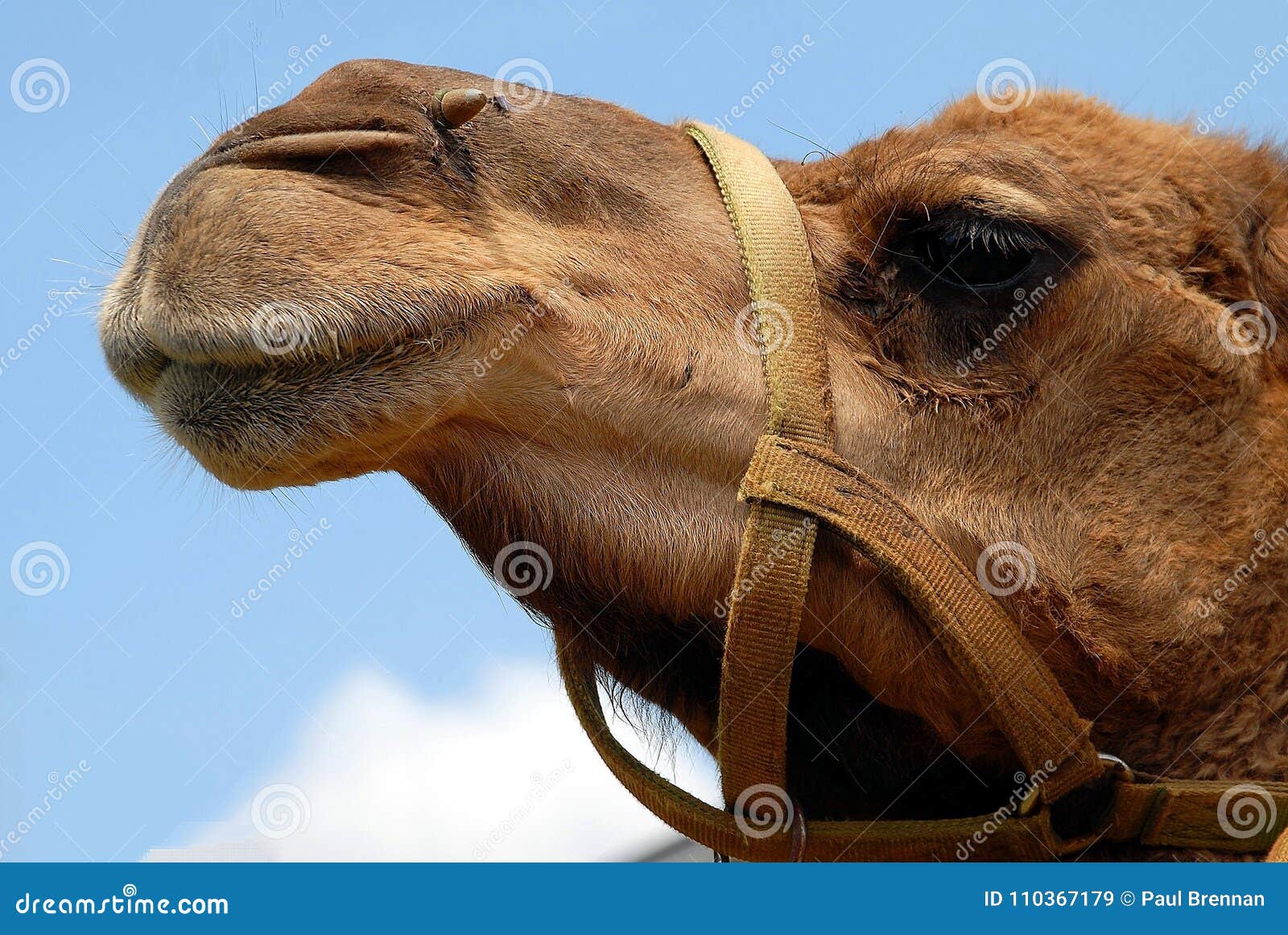 Camel face closeup stock image. Image of head, closeup - 110367179