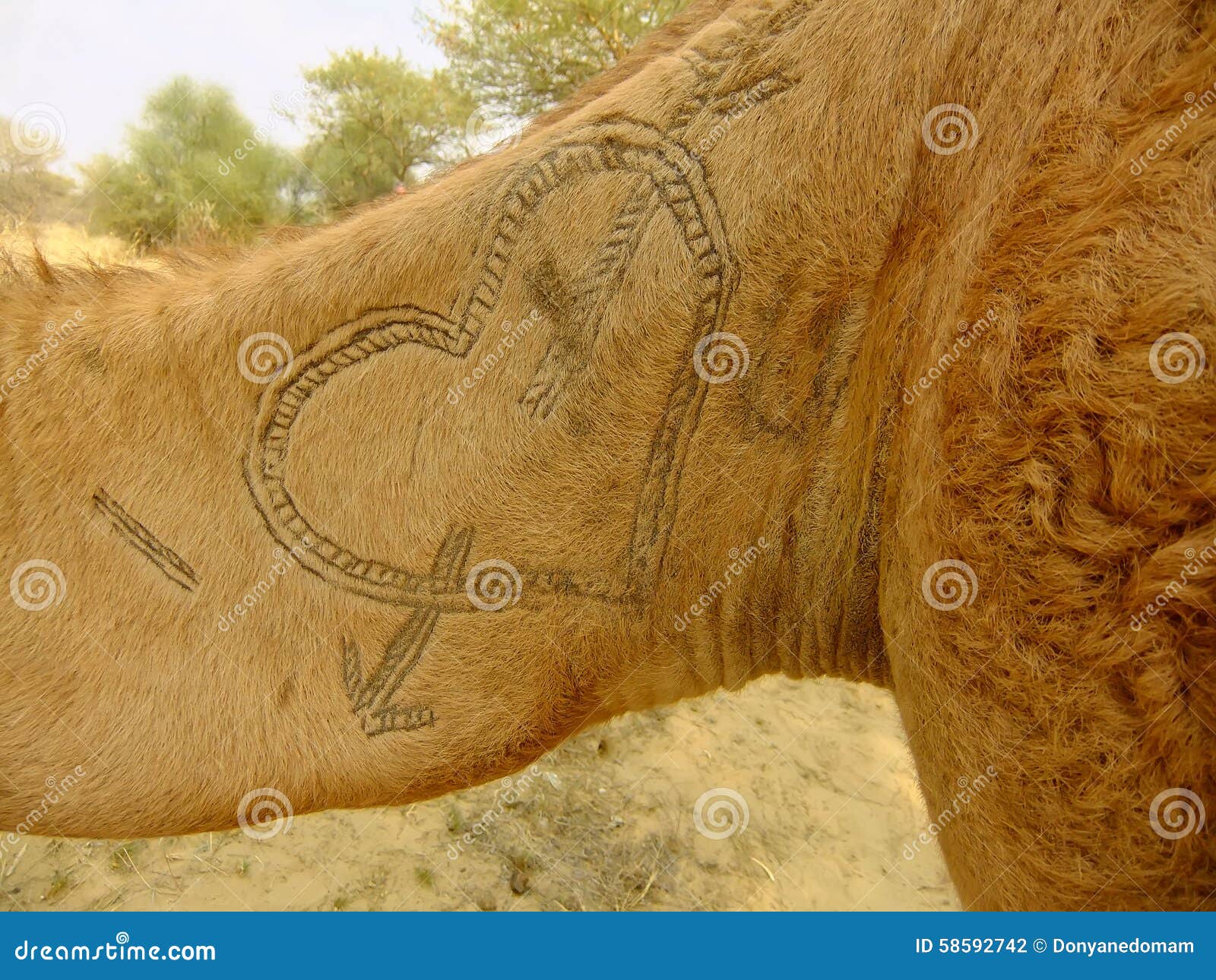 Closeup of Camel Hair Pattern Stock Photo - Image of jaisalmer, indian ...