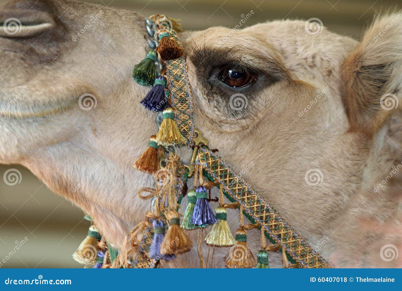 Closeup of a Camel s Eye stock photo. Image of camel - 60407018