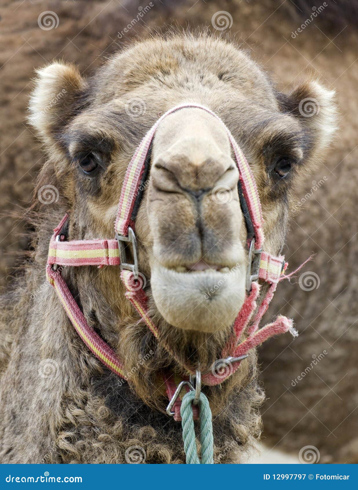 Closeup of Camels Head stock image. Image of animal, looking - 12997797