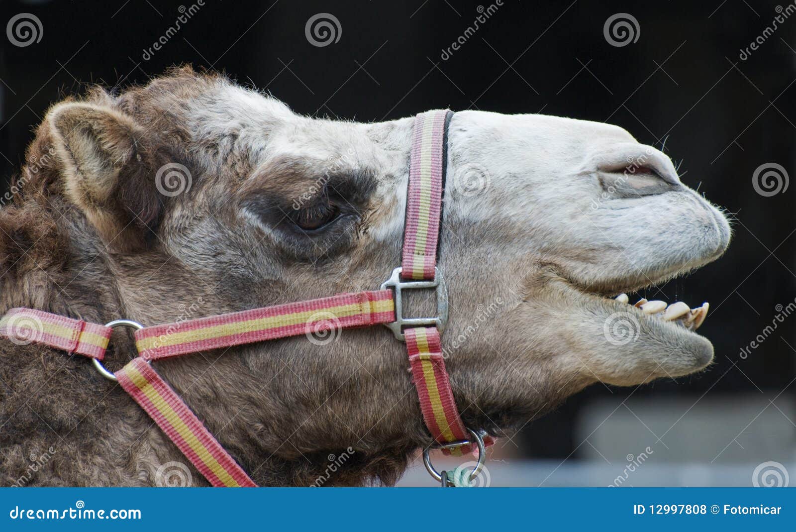 Closeup of Camels Head stock photo. Image of sand, animal - 12997808