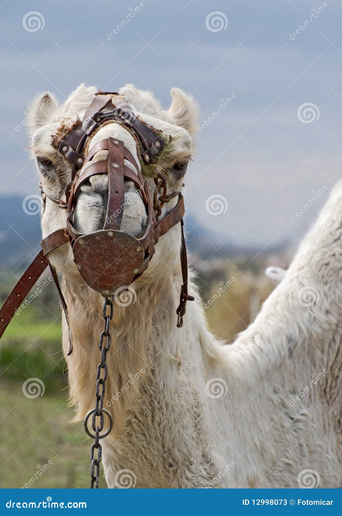 Closeup of Camels Head and Shoulders Stock Image - Image of mammal ...