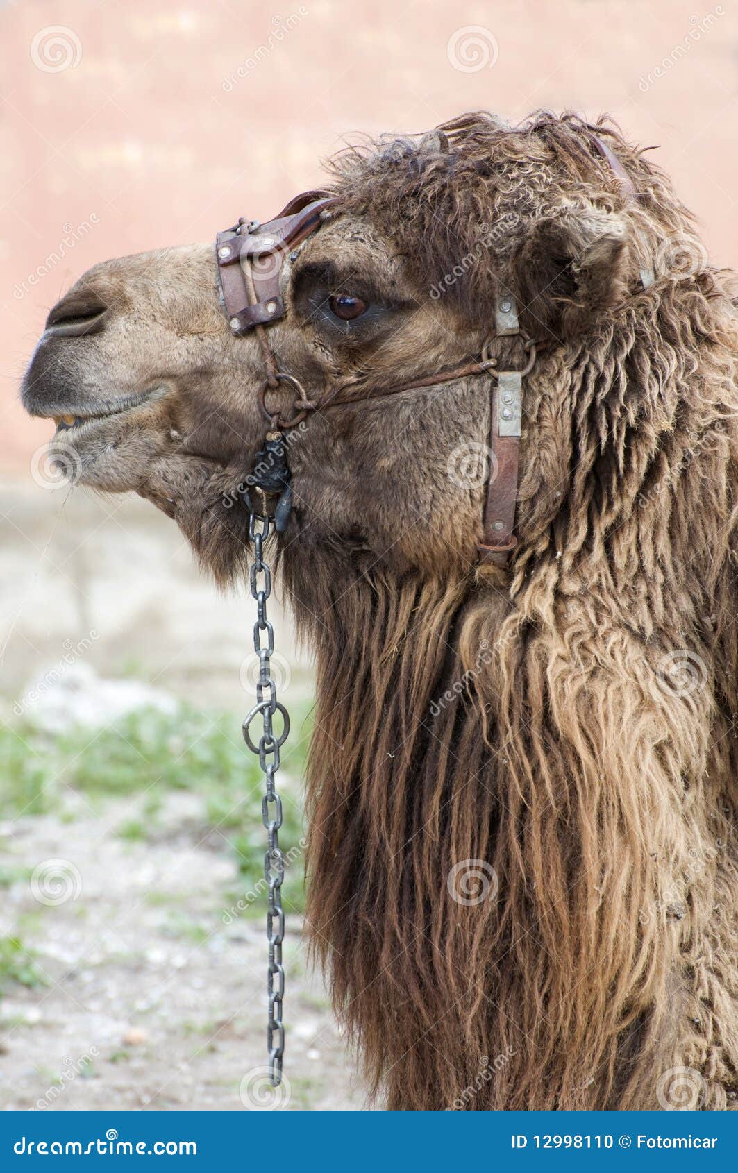 Closeup of Camels Head and Shoulders Stock Photo - Image of closeup ...