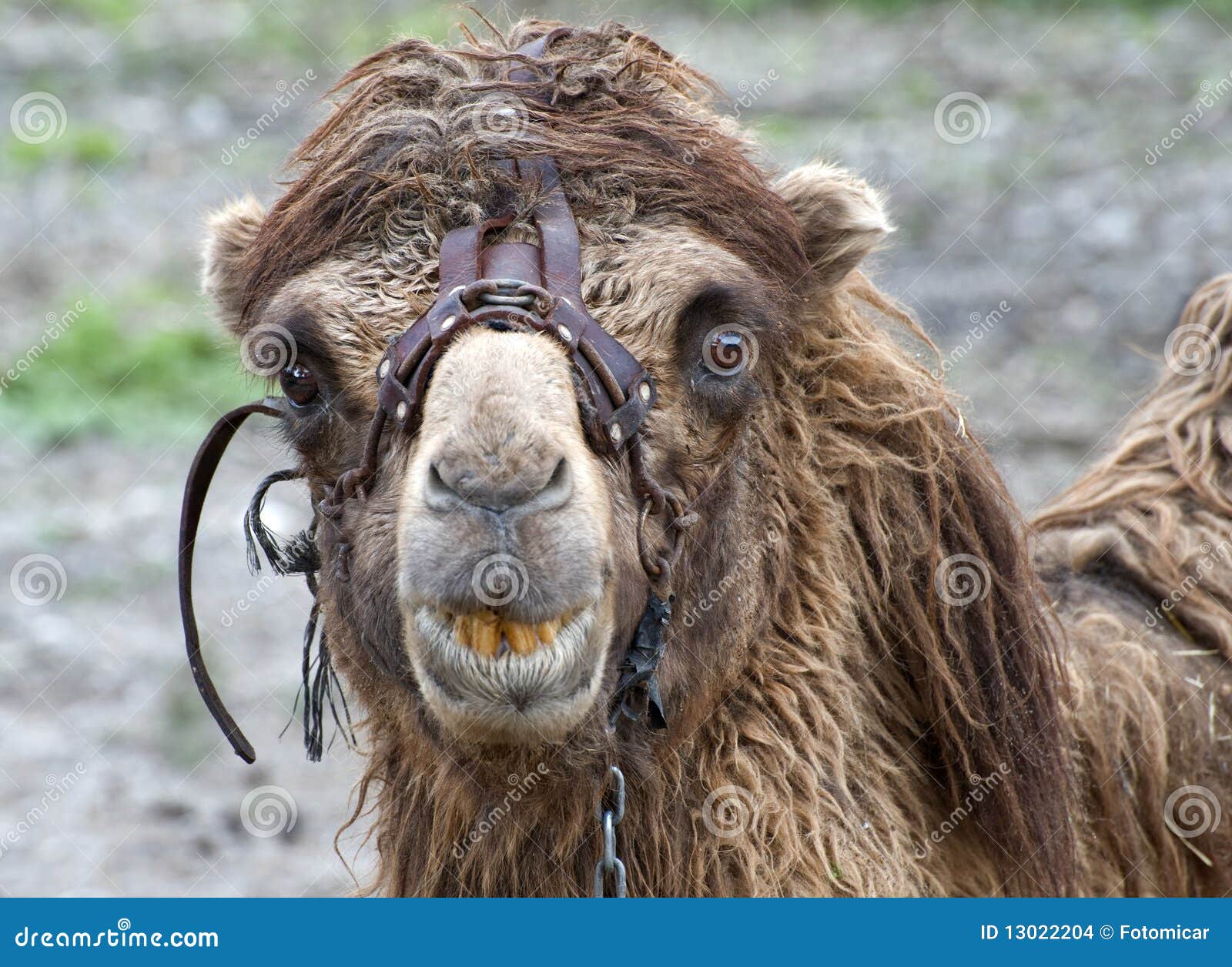 Closeup of Camels Head and Shoulders Stock Photo - Image of africa ...