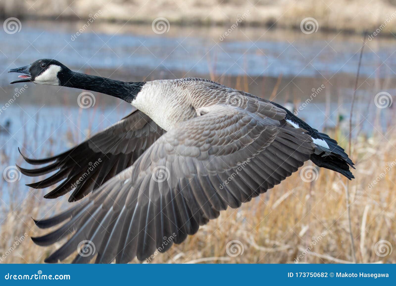 A Closeup of a Canada Goose Flying in the Air. Stock Photo - Image of ...