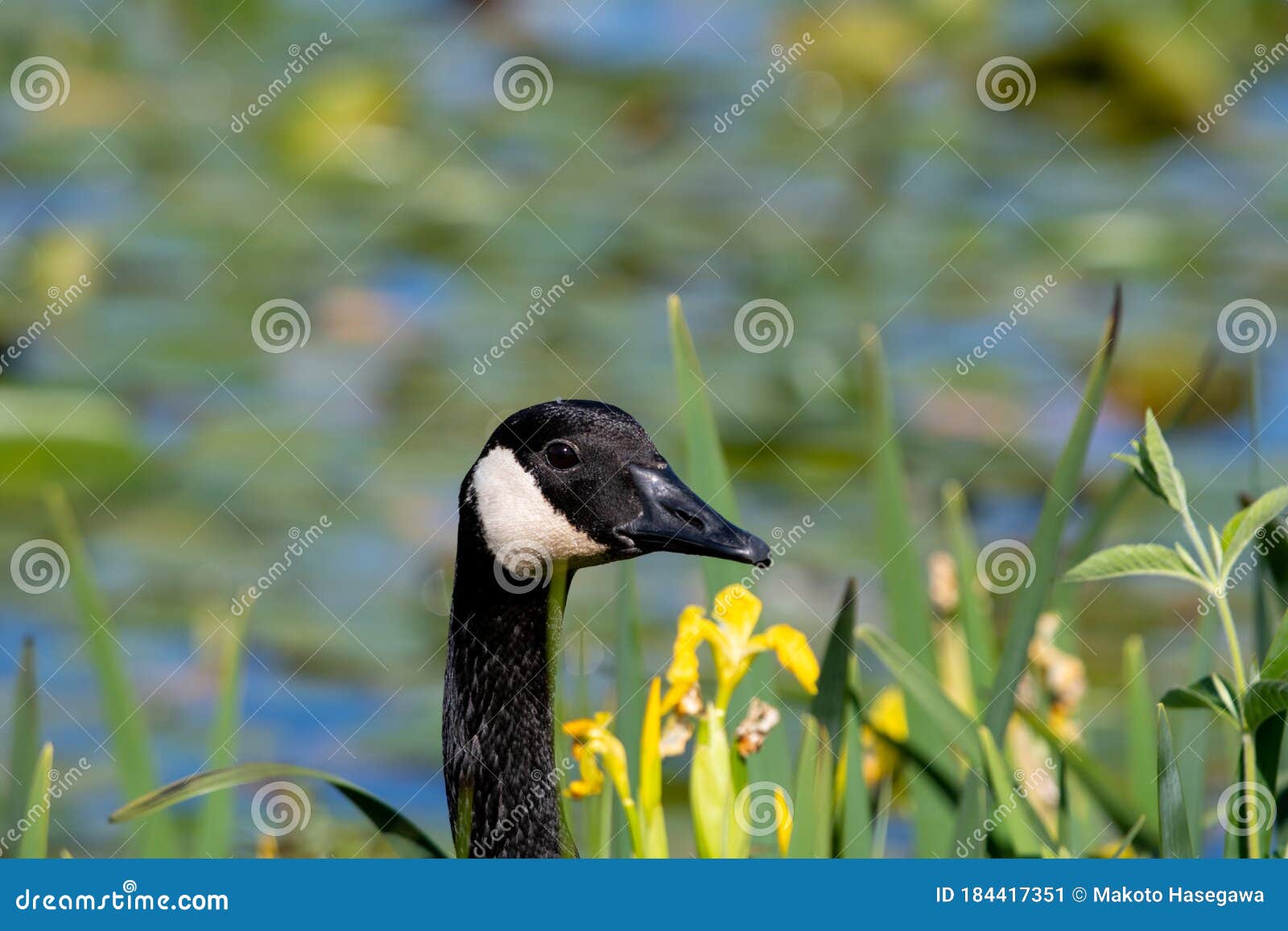 A Closeup of Canada Goose`s Face. Stock Image - Image of beautiful ...
