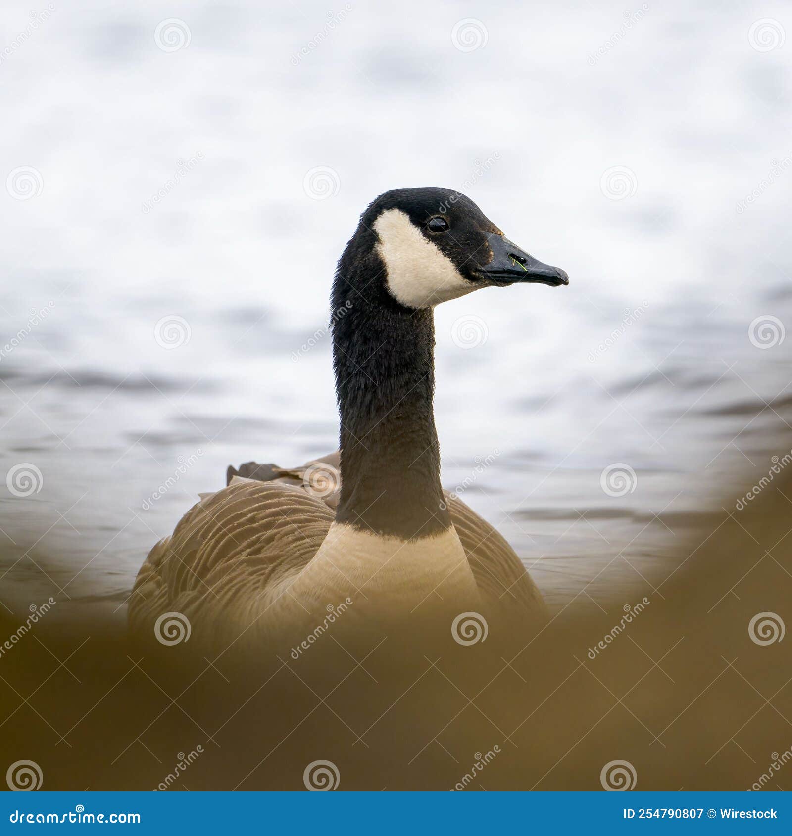 Closeup of a Canada Goose Swimming in the Water Stock Image - Image of ...