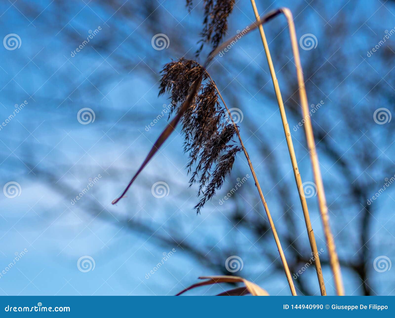 Closeup of Cane Flower in Spring - 1 Stock Photo - Image of beautiful ...
