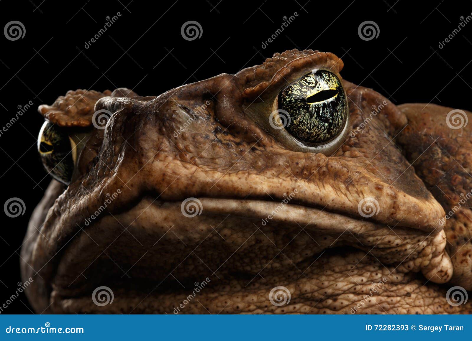 Giant Neotropical Toad, Marino Ballena National Park, Costa Rica ...
