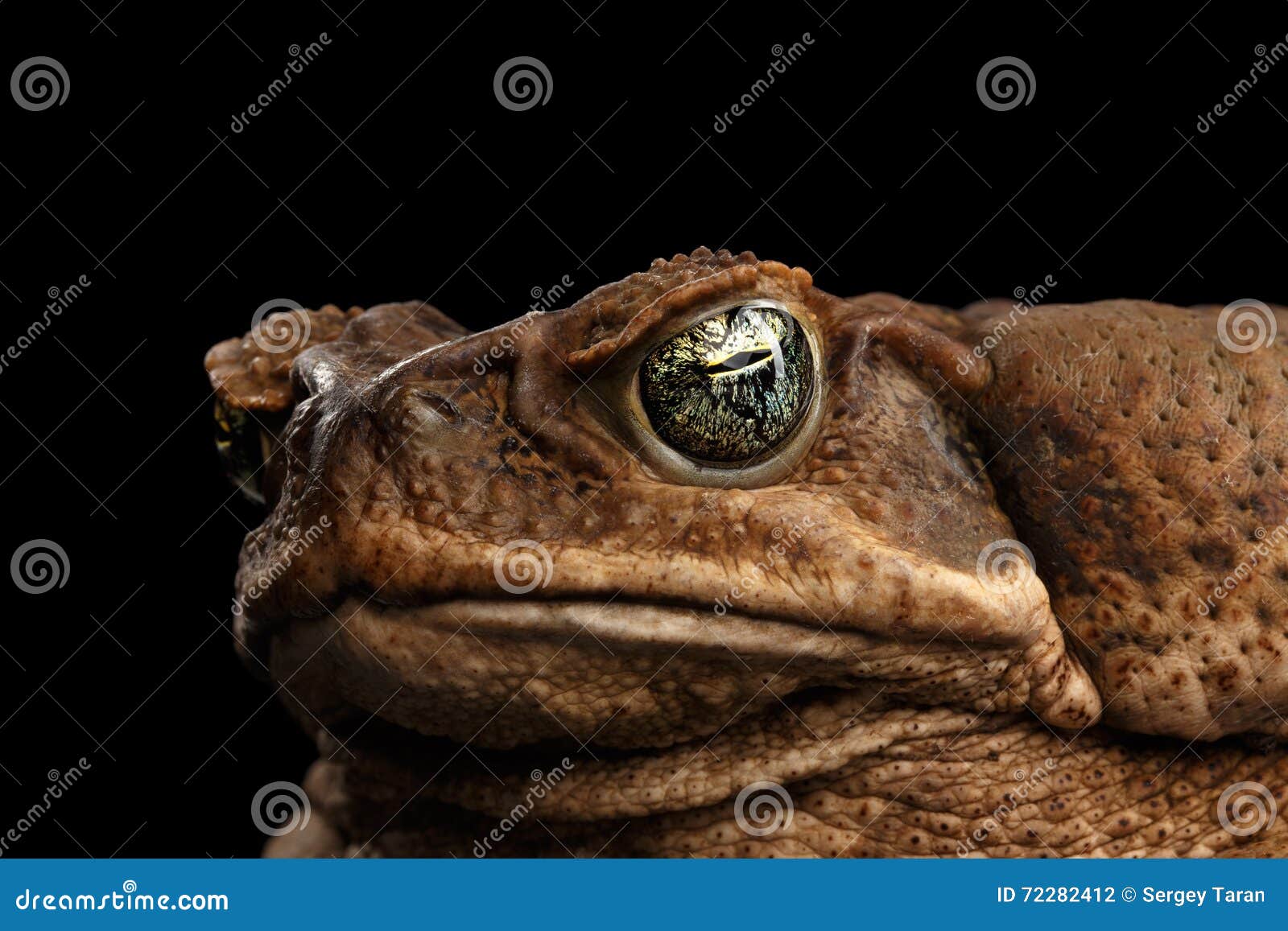 Closeup Cane Toad - Bufo Marinus, Giant Neotropical, Marine, Black ...