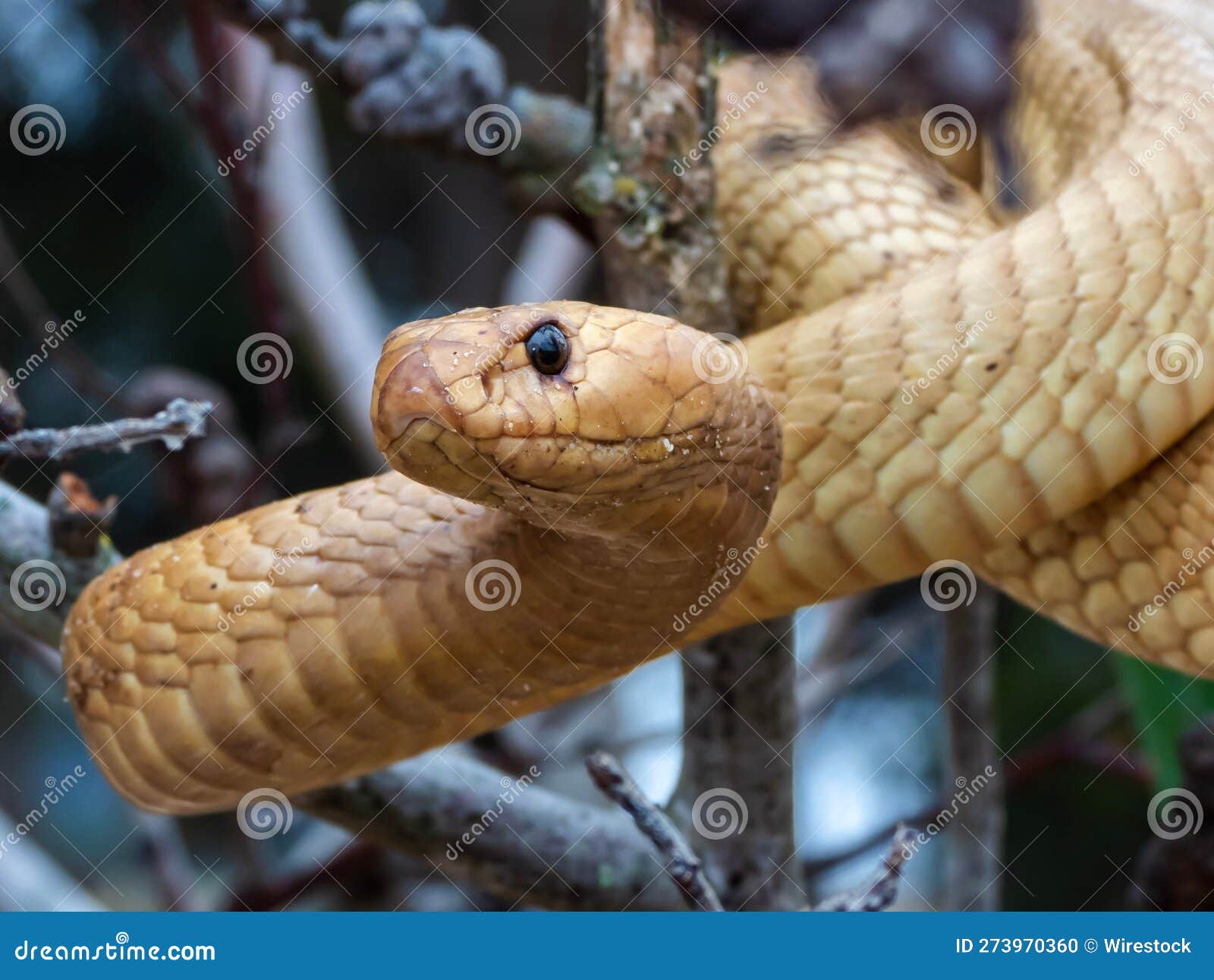Closeup of a Cape Cobra on a Tree in a Field with a Blurry Background ...