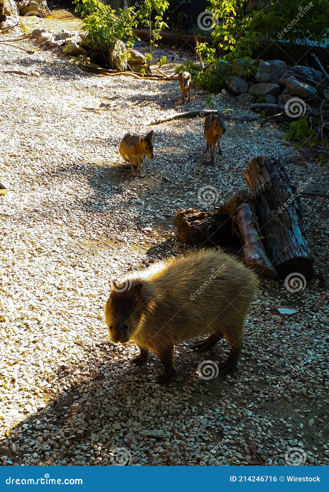 Closeup of Capybara and Chacoan Maras in the Zoo Stock Photo - Image of ...