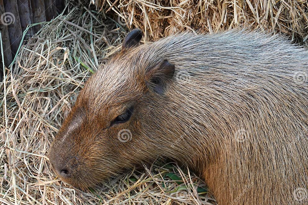 A Closeup Capybara Eating Grass in the Park Stock Photo - Image of ...