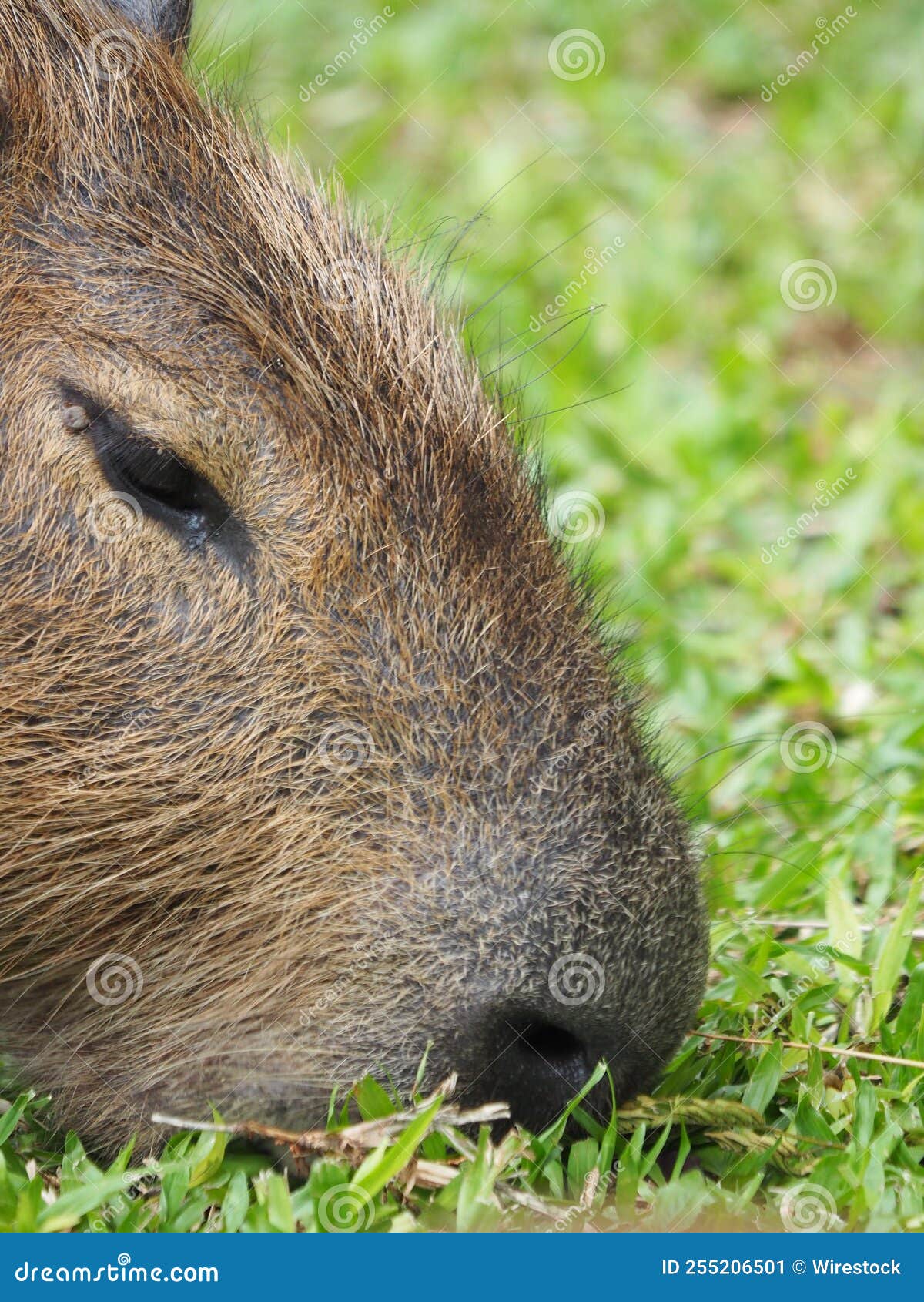 Closeup of a Capybara Head, a Vertical Shot Stock Image - Image of ...