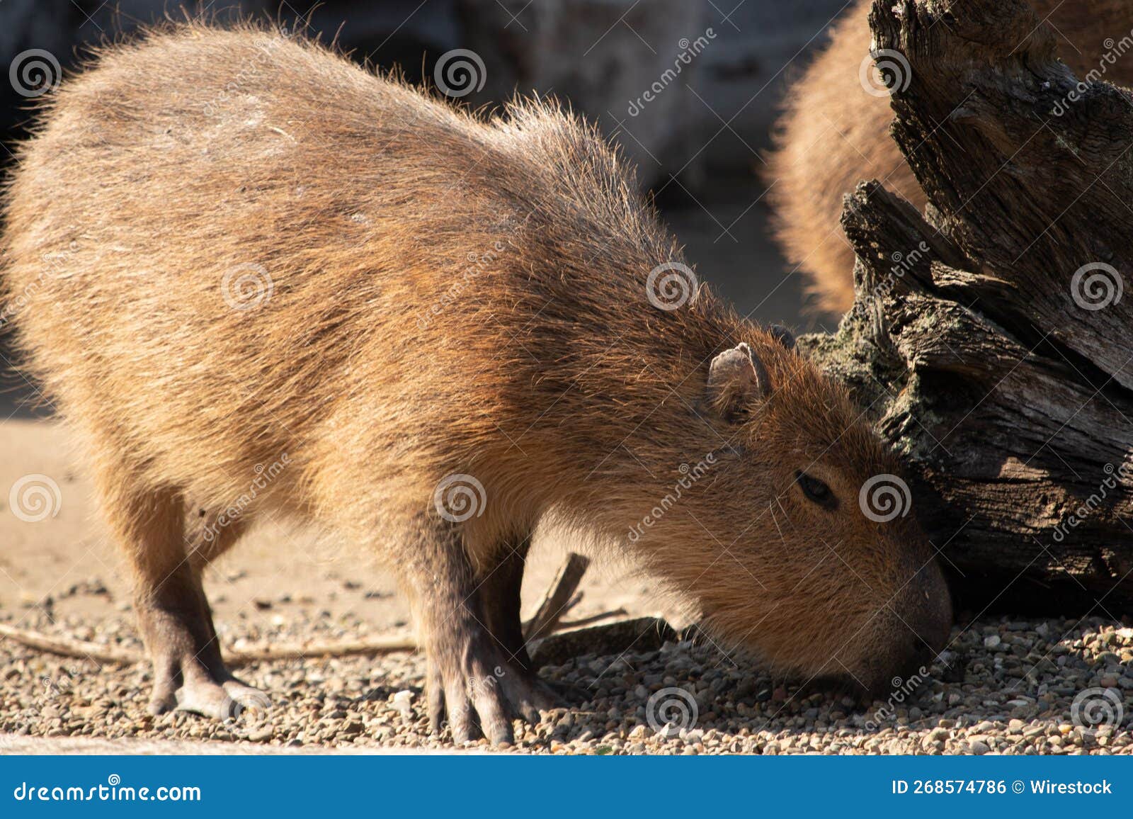 Closeup of a Capybara in Its Natural Habitat Stock Photo - Image of ...
