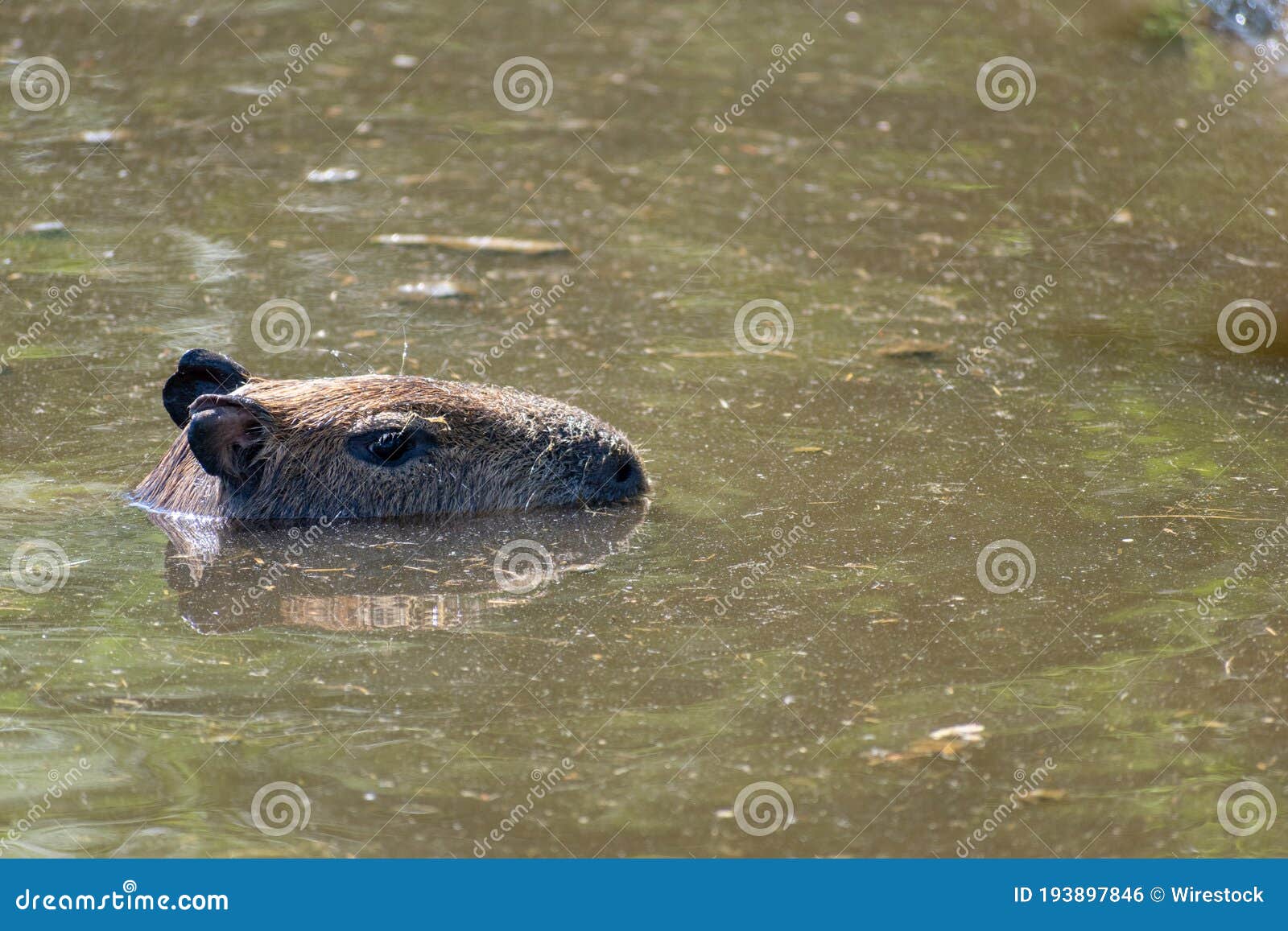 Closeup of a Capybara Swimming in a Pond during Daylight Stock Photo ...