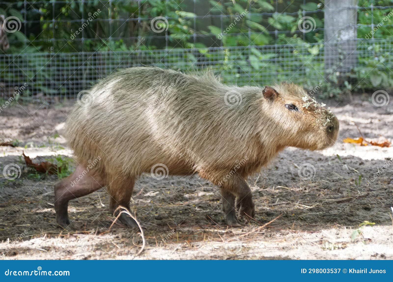 Closeup of a Capybara Walking on the Ground Stock Image - Image of ...