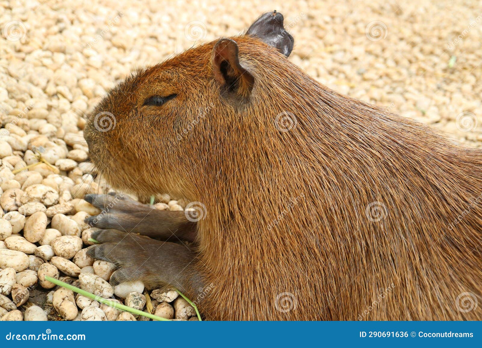 Capybara, the World S Largest Rodent Stock Photo - Image of mammal ...