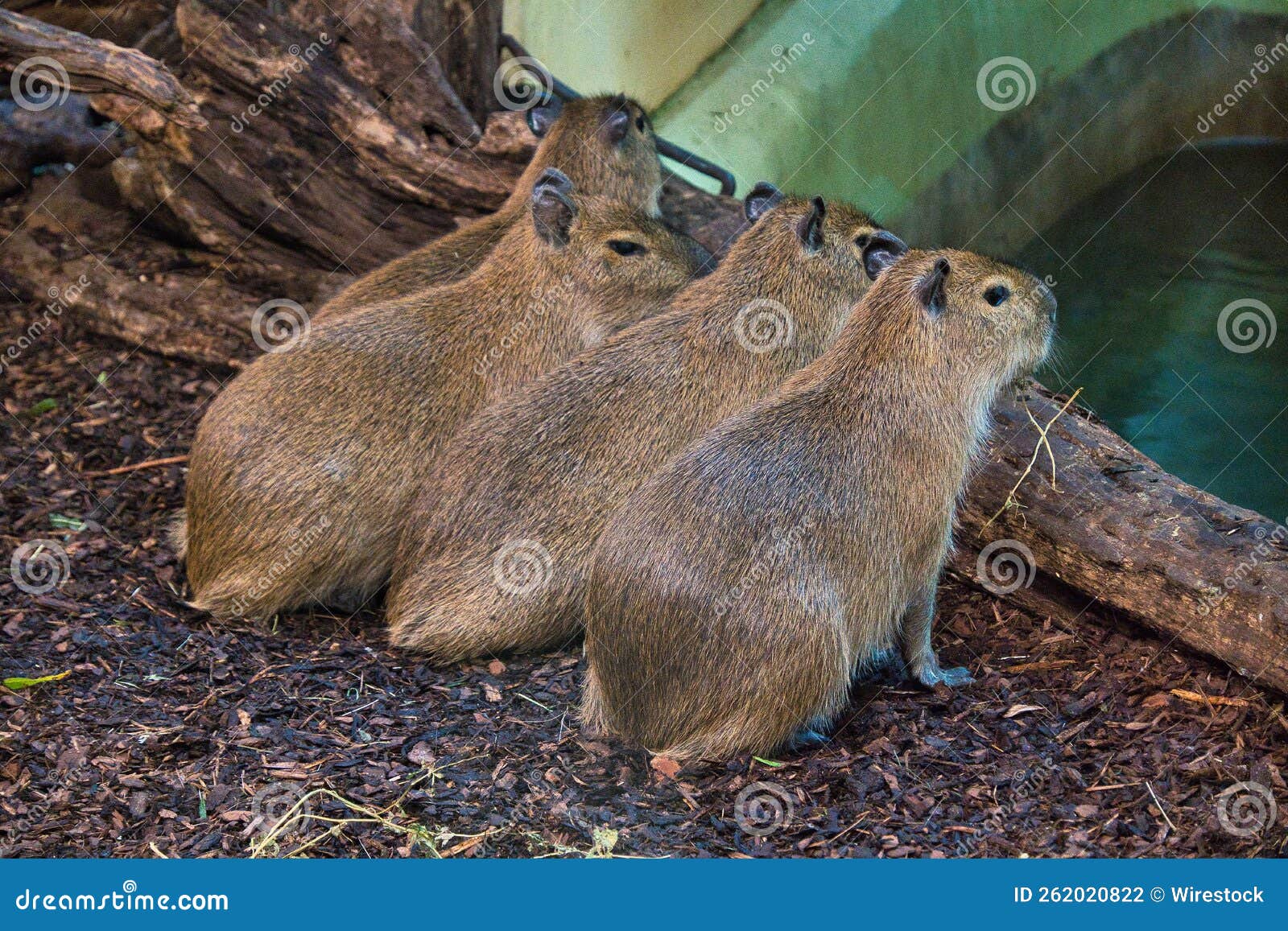 Closeup of Capybaras from Behind Stock Photo - Image of life, mammal ...