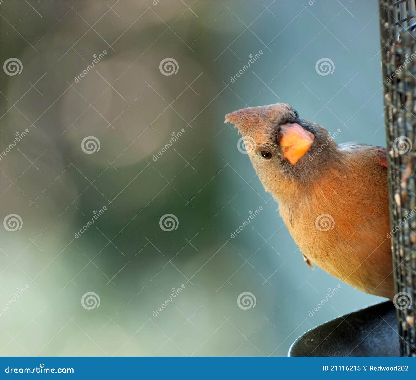 Closeup of Cardinal stock image. Image of cardinal, wild - 21116215