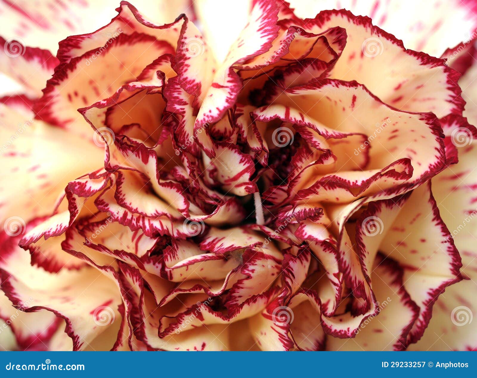 Closeup of carnation stock image. Image of floral, blooming - 29233257