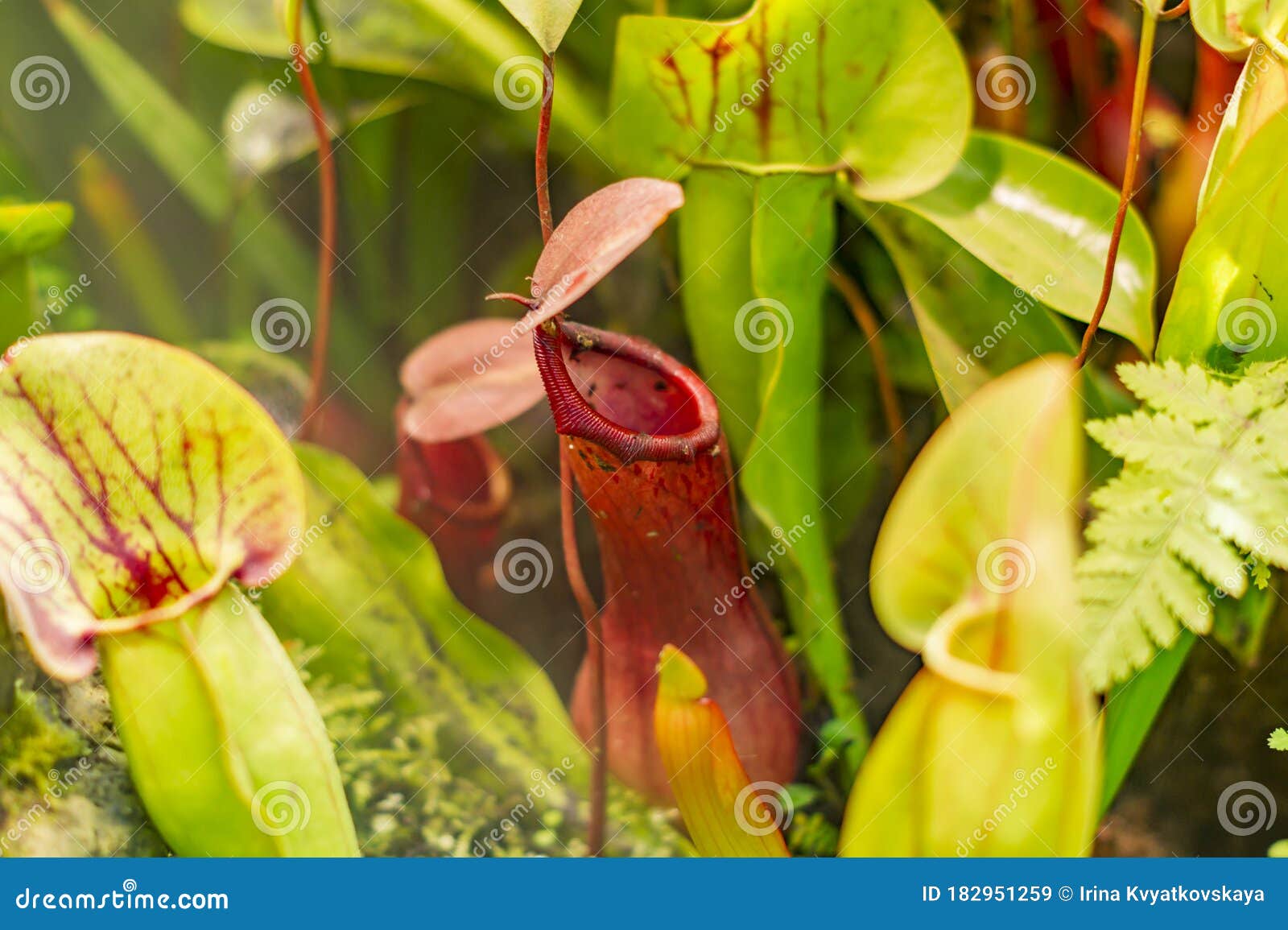 Closeup of Carnivorous Plant, Flycatcher Stock Image - Image of exotic ...