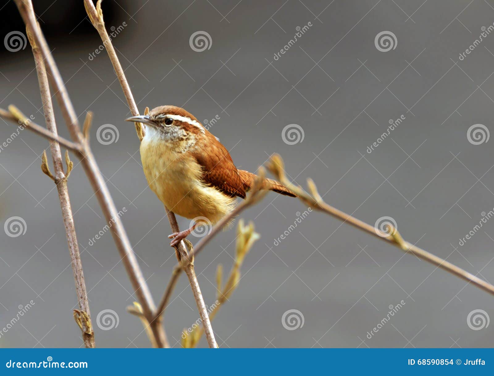 Closeup of a Carolina Wren stock photo. Image of wren - 68590854
