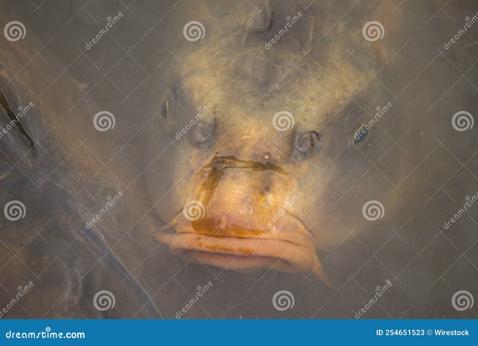 Closeup of a Carp Fish Face on the Water Surface Stock Image - Image of ...