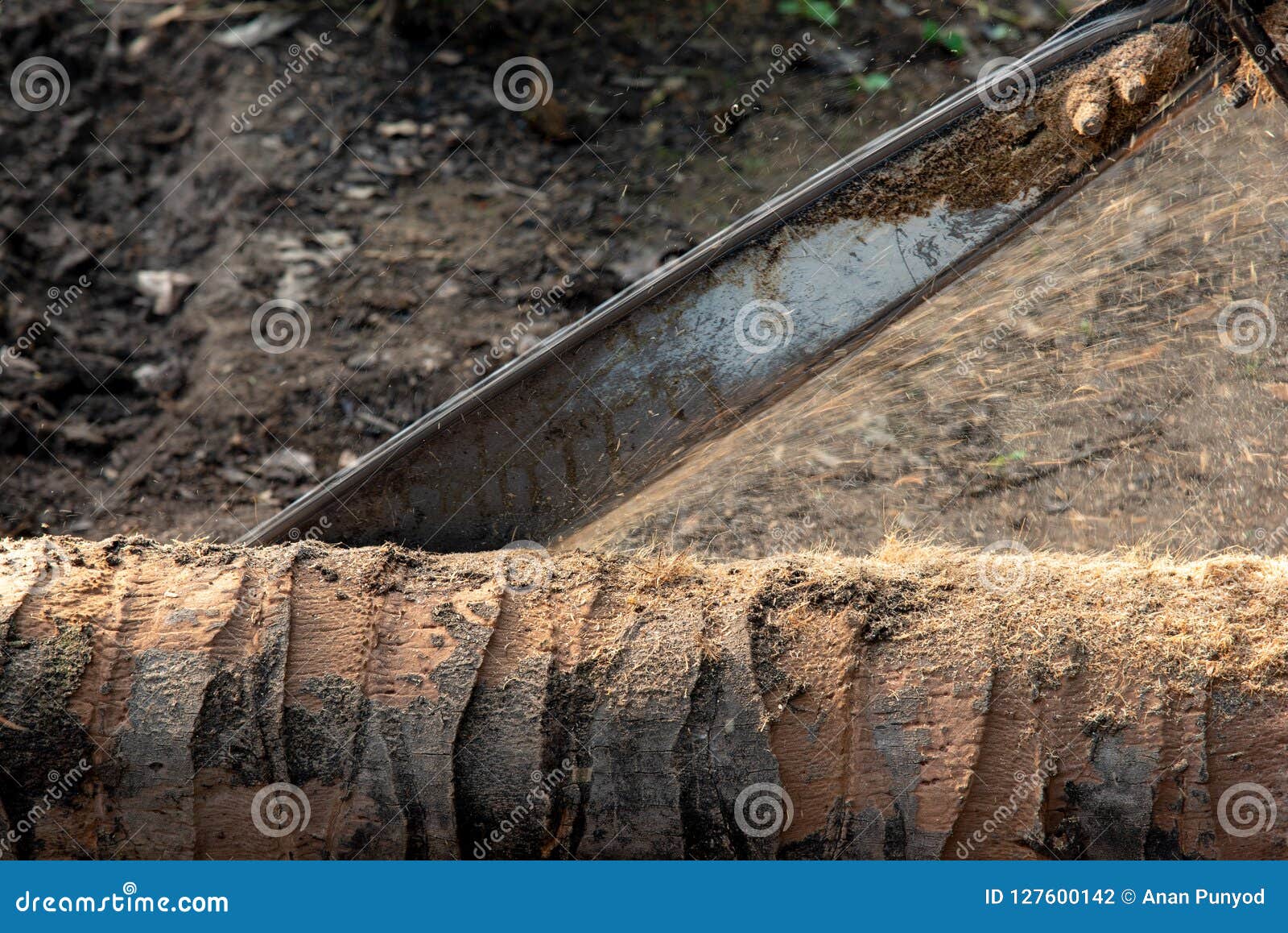 Closeup Carpenter is Using Chainsaws Cut Coconut Timber Stock Photo ...