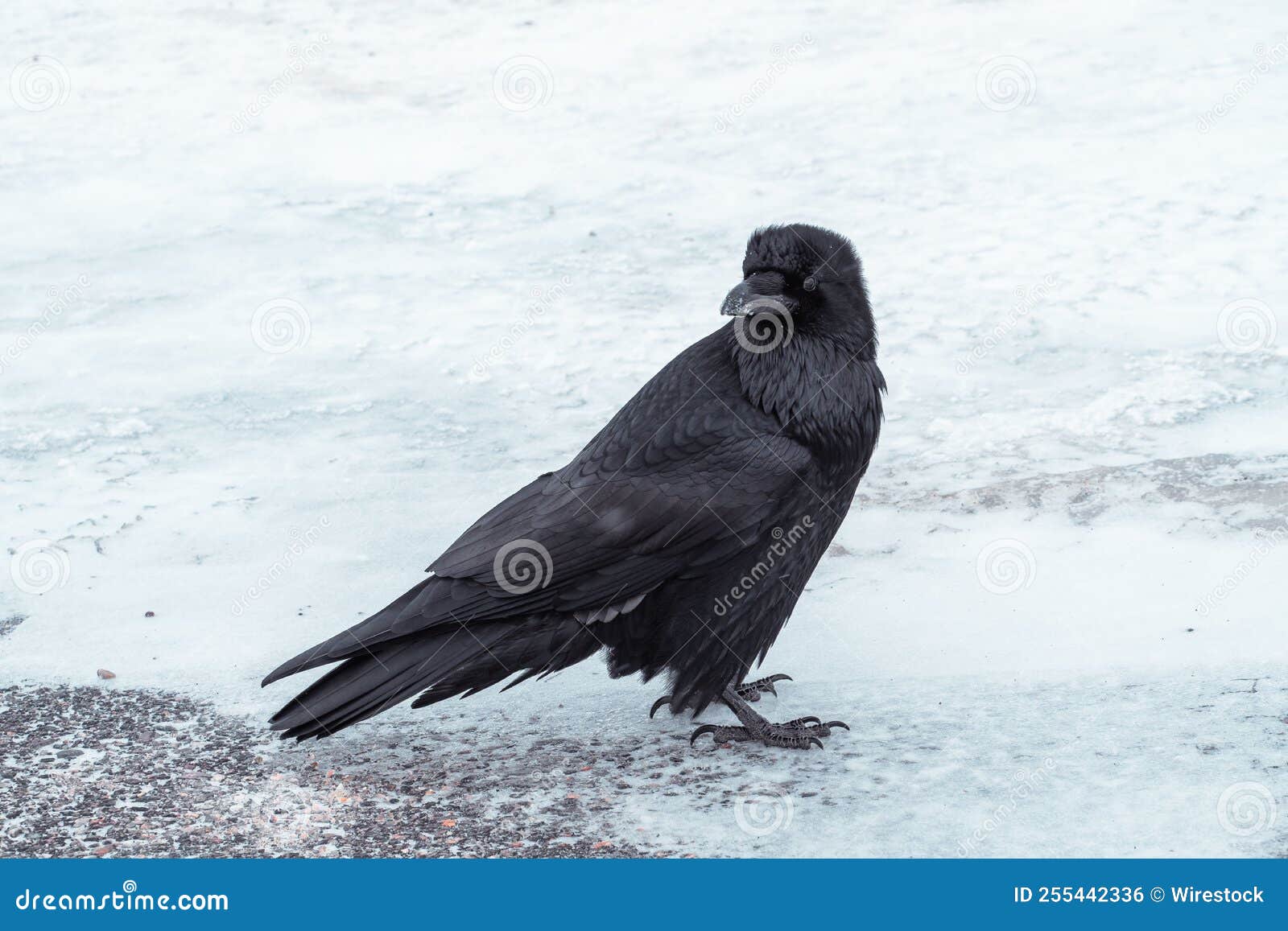 Closeup of a Carrion Crow on the Frozen Ground. Corvus Corone Stock ...