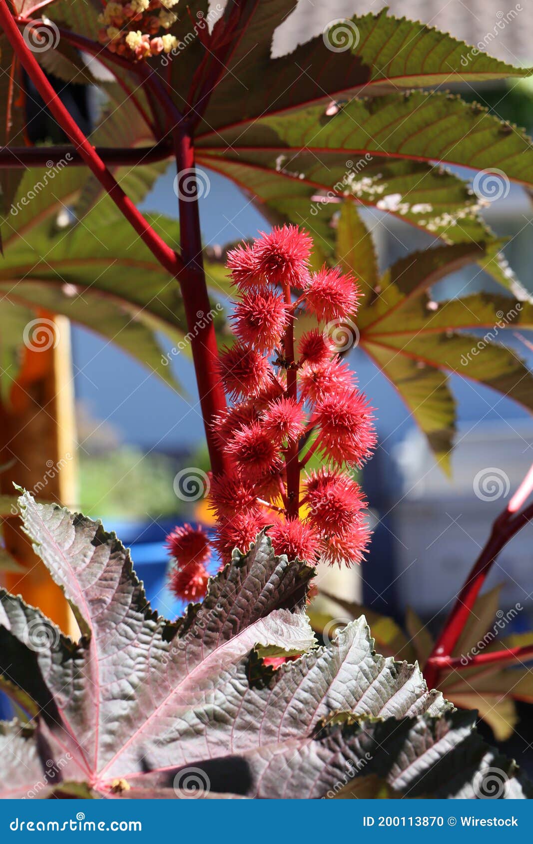 Closeup of a Castor Bean Flower Stock Photo - Image of botany ...
