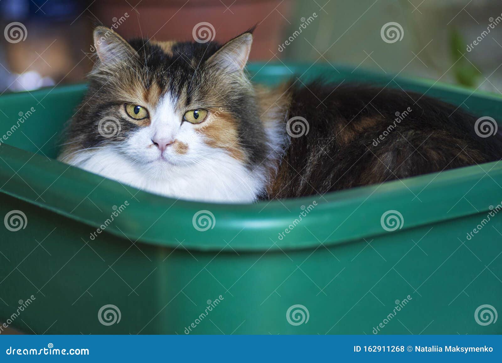 Closeup of a Cat in a Basin.Three Colored Cat Sitting in a Green Basin ...