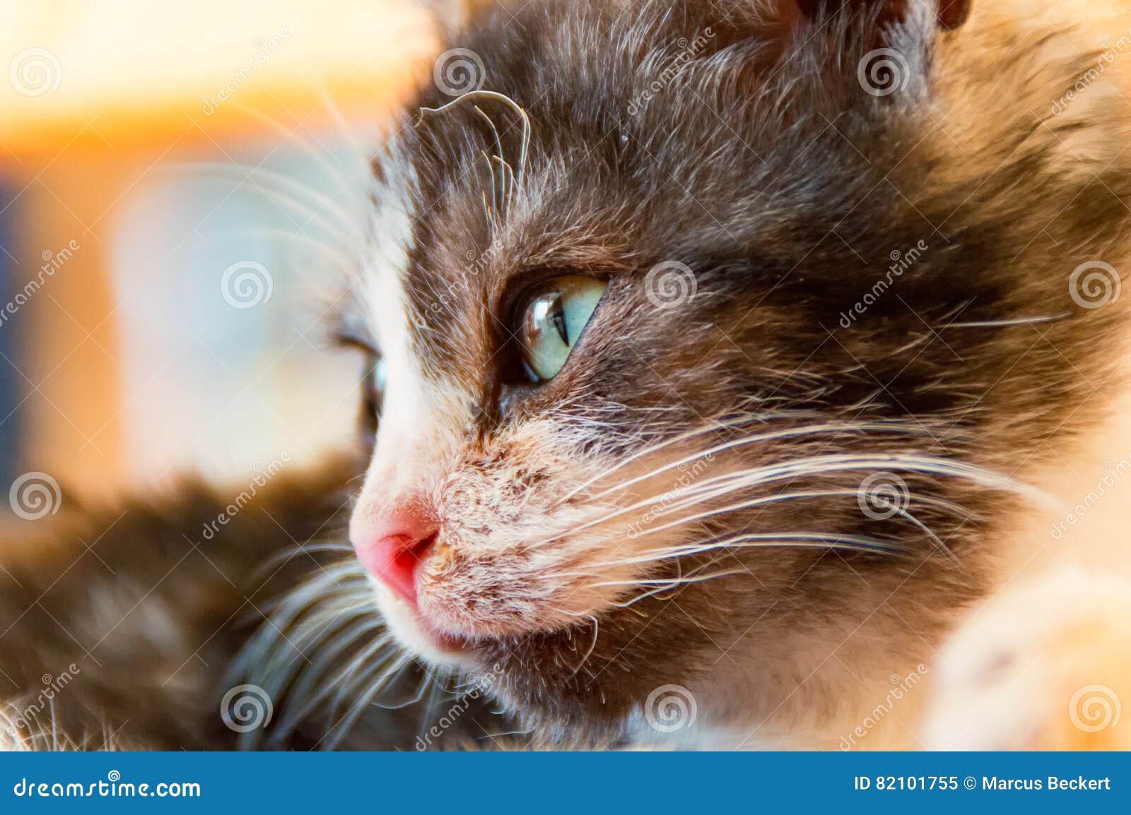 A closeup cat face stock image. Image of black, kittens - 82101755