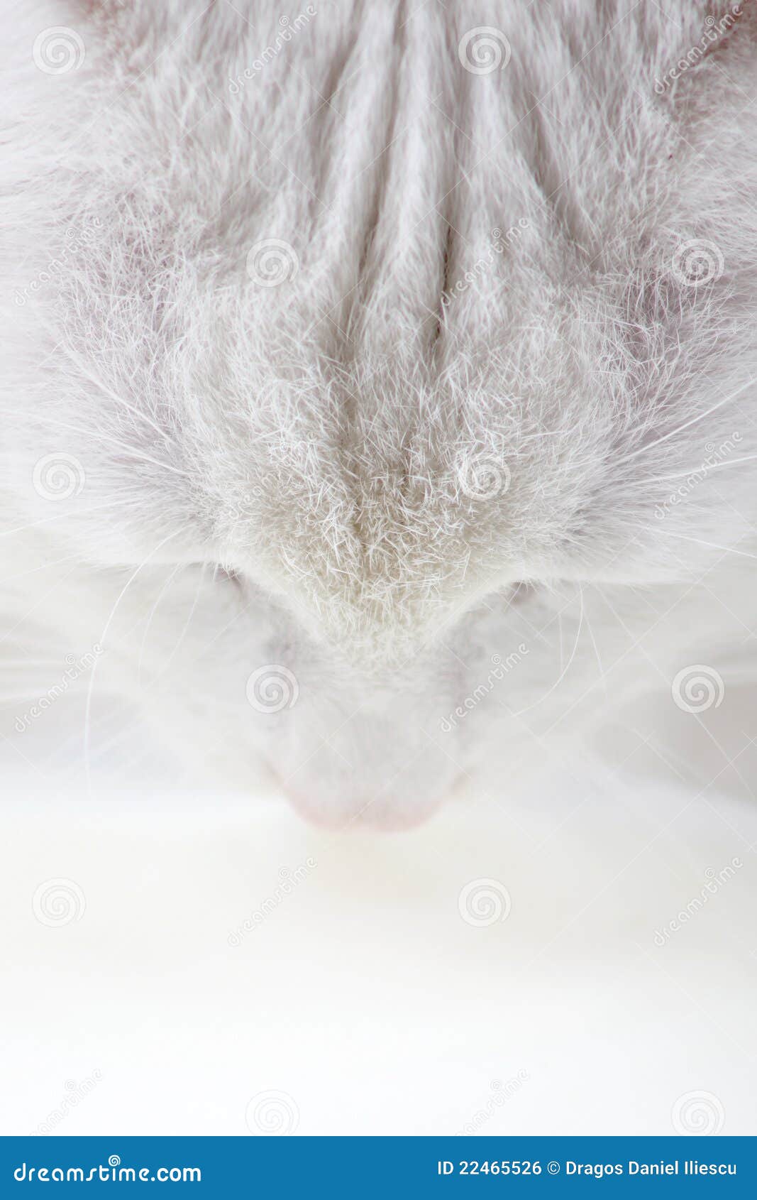 Closeup with cat head stock photo. Image of cats, hair - 22465526