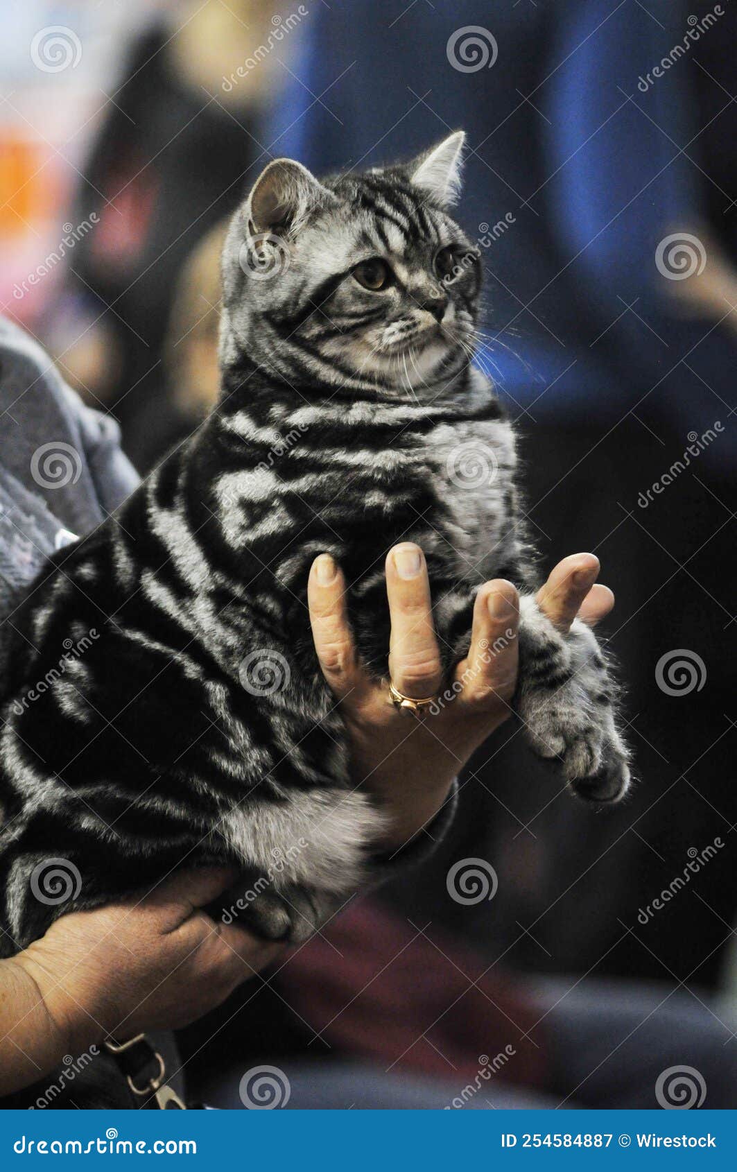 Closeup of a Cat in a Human Hands Stock Image - Image of pets, blur ...