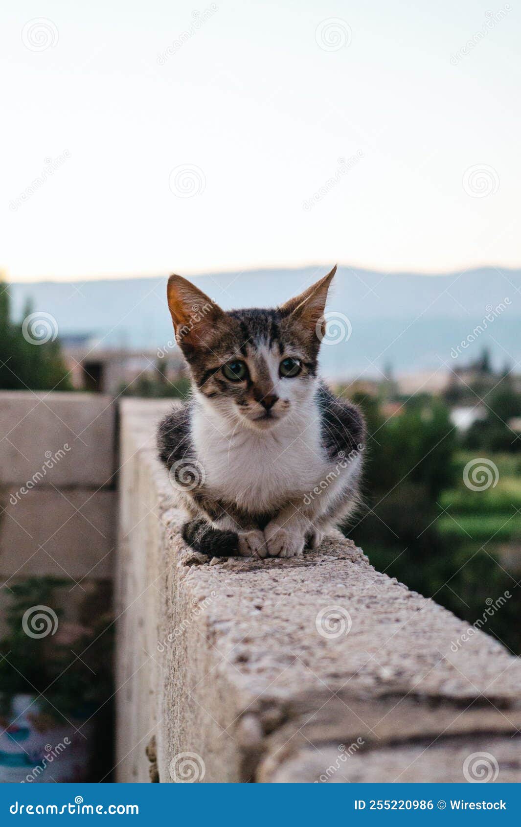 Closeup of a Cat Sitting on a Ledge Stock Photo - Image of wall, cuty ...