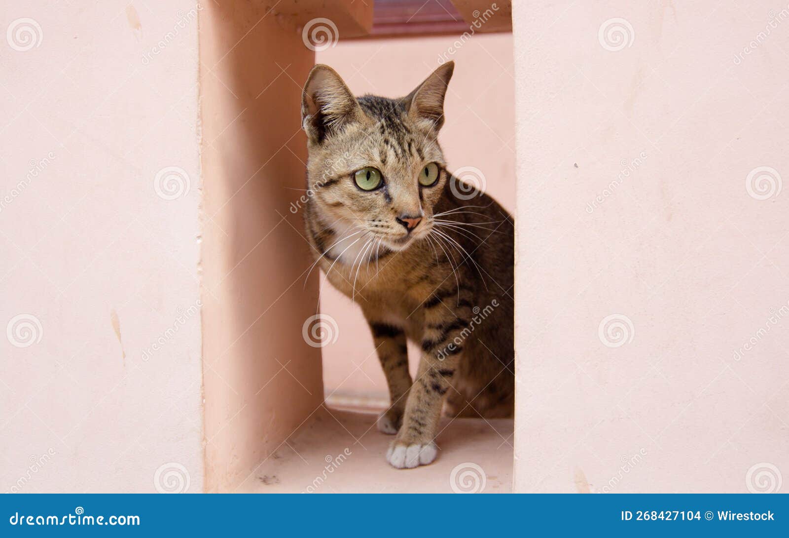 Closeup of a Cat in a Square Wall Hole Stock Photo - Image of kitten ...