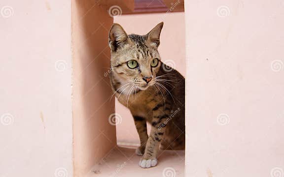 Closeup of a Cat in a Square Wall Hole Stock Photo - Image of kitten ...