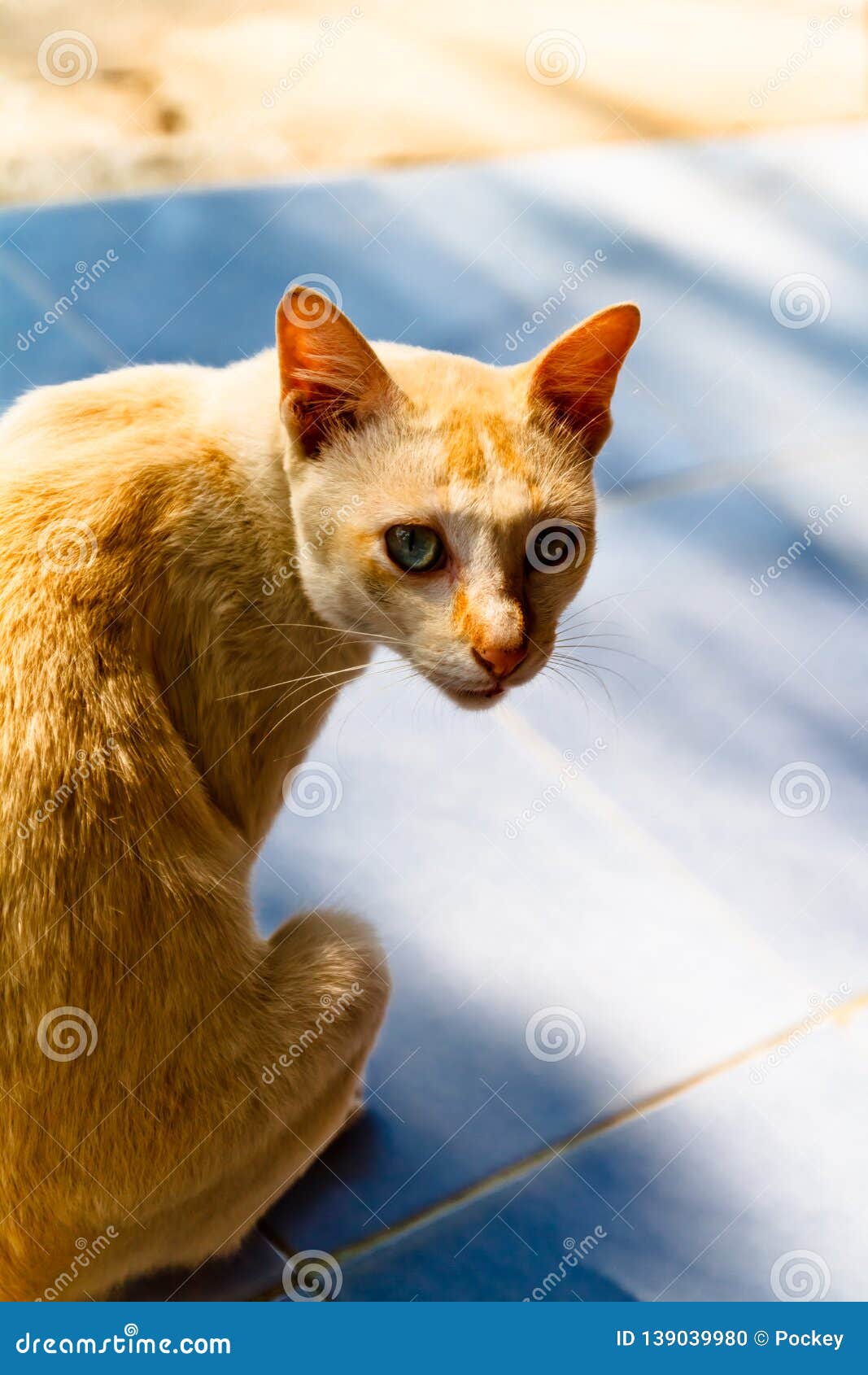 Cat turned back and look stock photo. Image of curious - 139039980