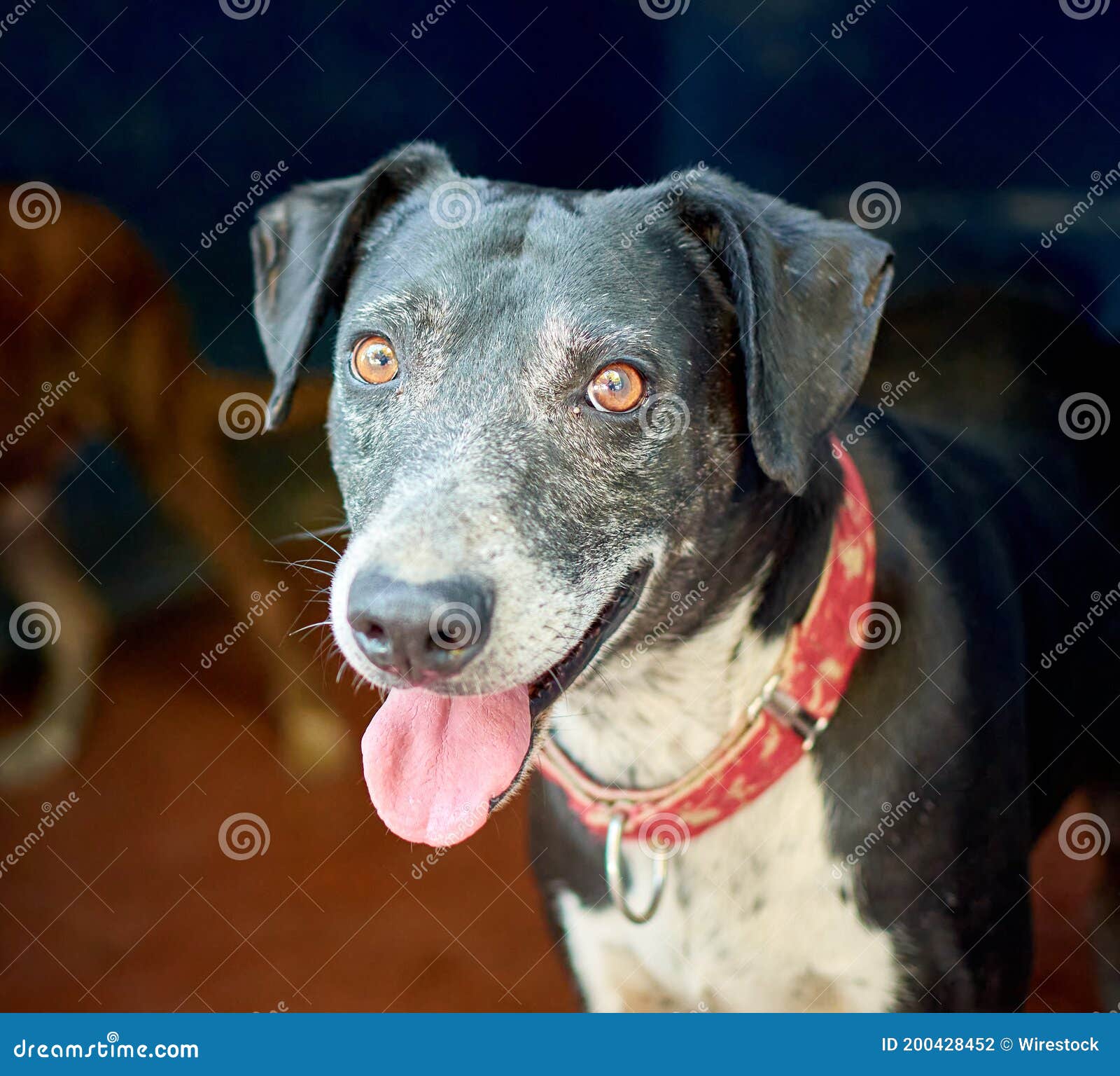 Closeup of a Catahoula dog stock photo. Image of cute - 200428452