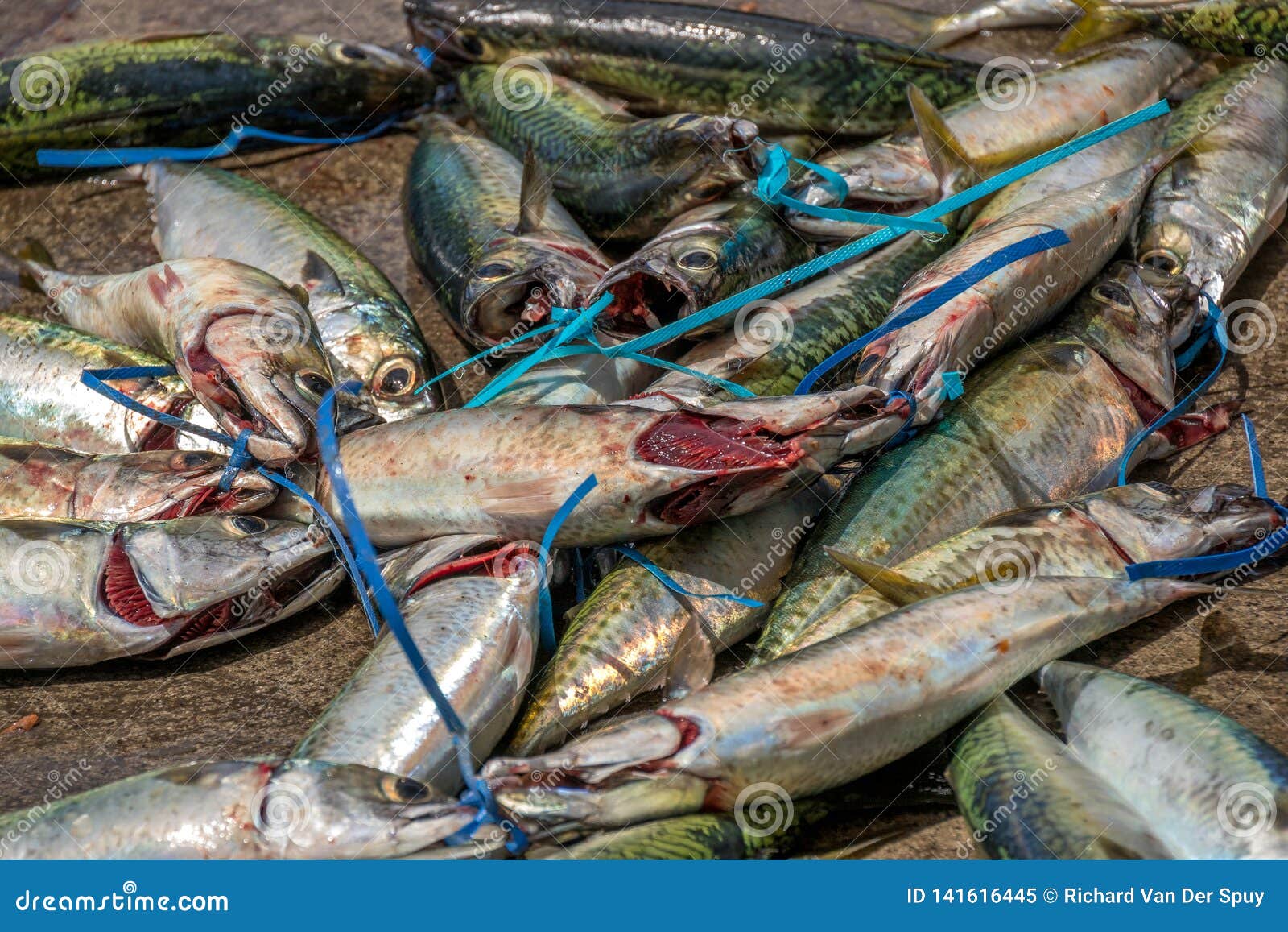 A Catch of Atlantic Mackerel Fish Stock Image - Image of seafood ...