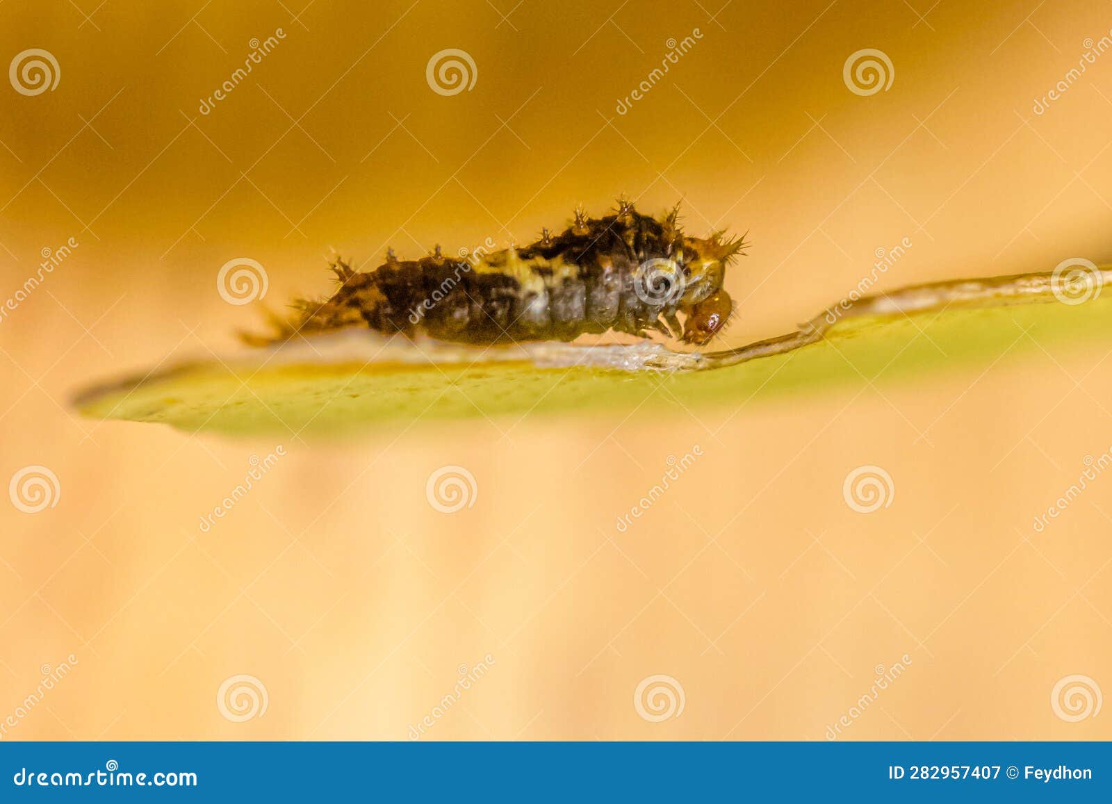 Closeup of Caterpillar of Common Lime Butterfly. Stock Image - Image of ...