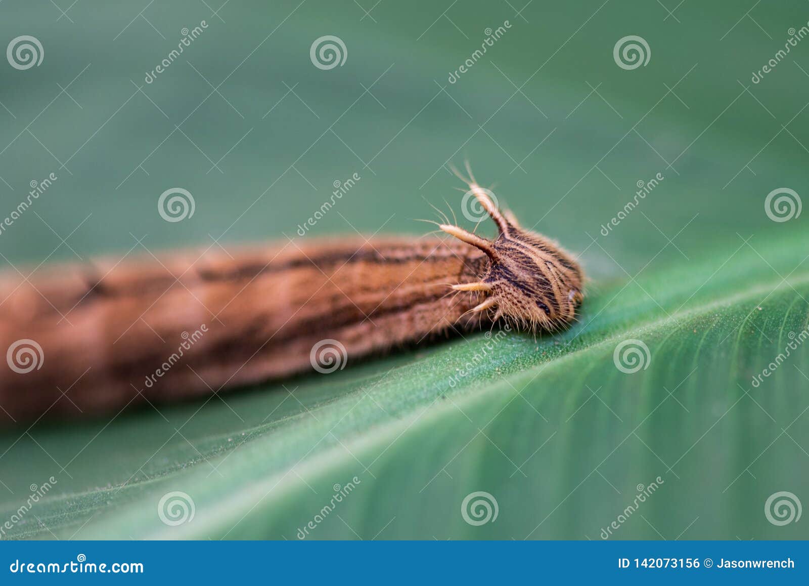 Closeup Of A Caterpillar Or Larva Of A Orthosia Cruda, The Small Quaker ...