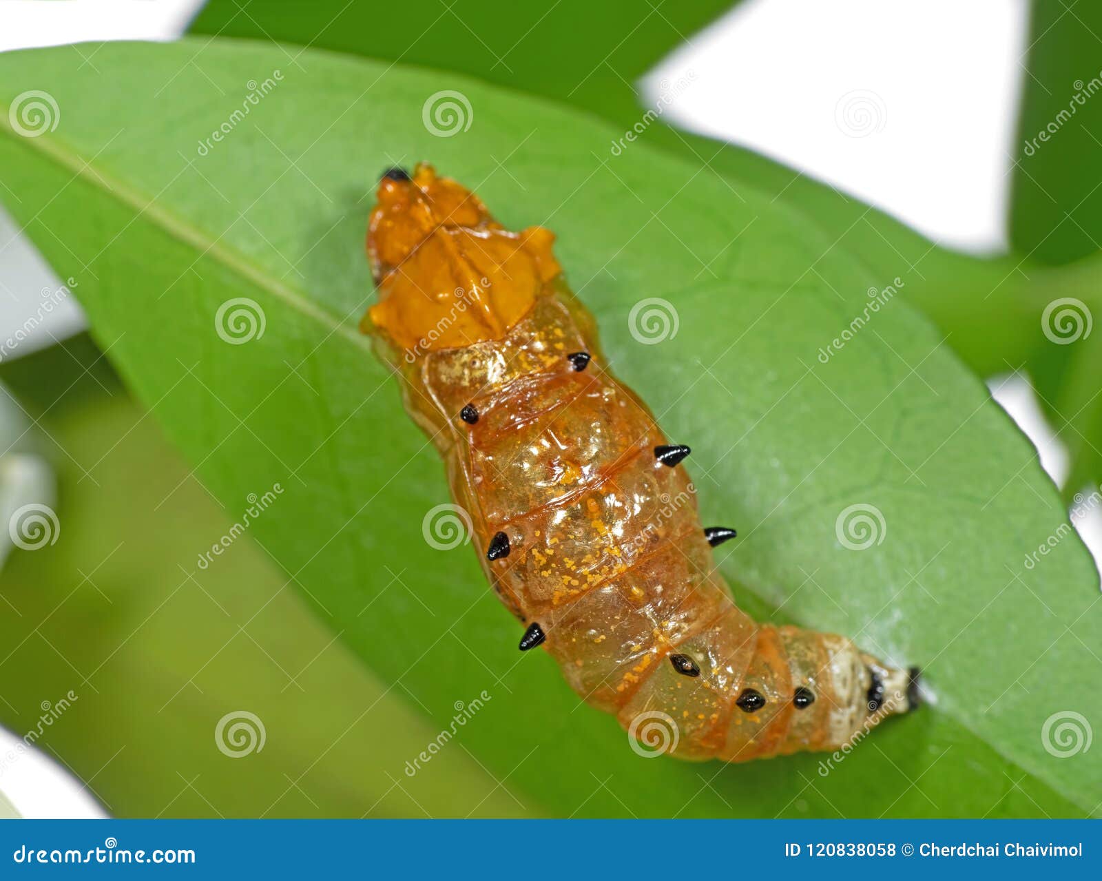 Caterpillar Pupate on Green Leaf Isolated on Background Stock Photo ...