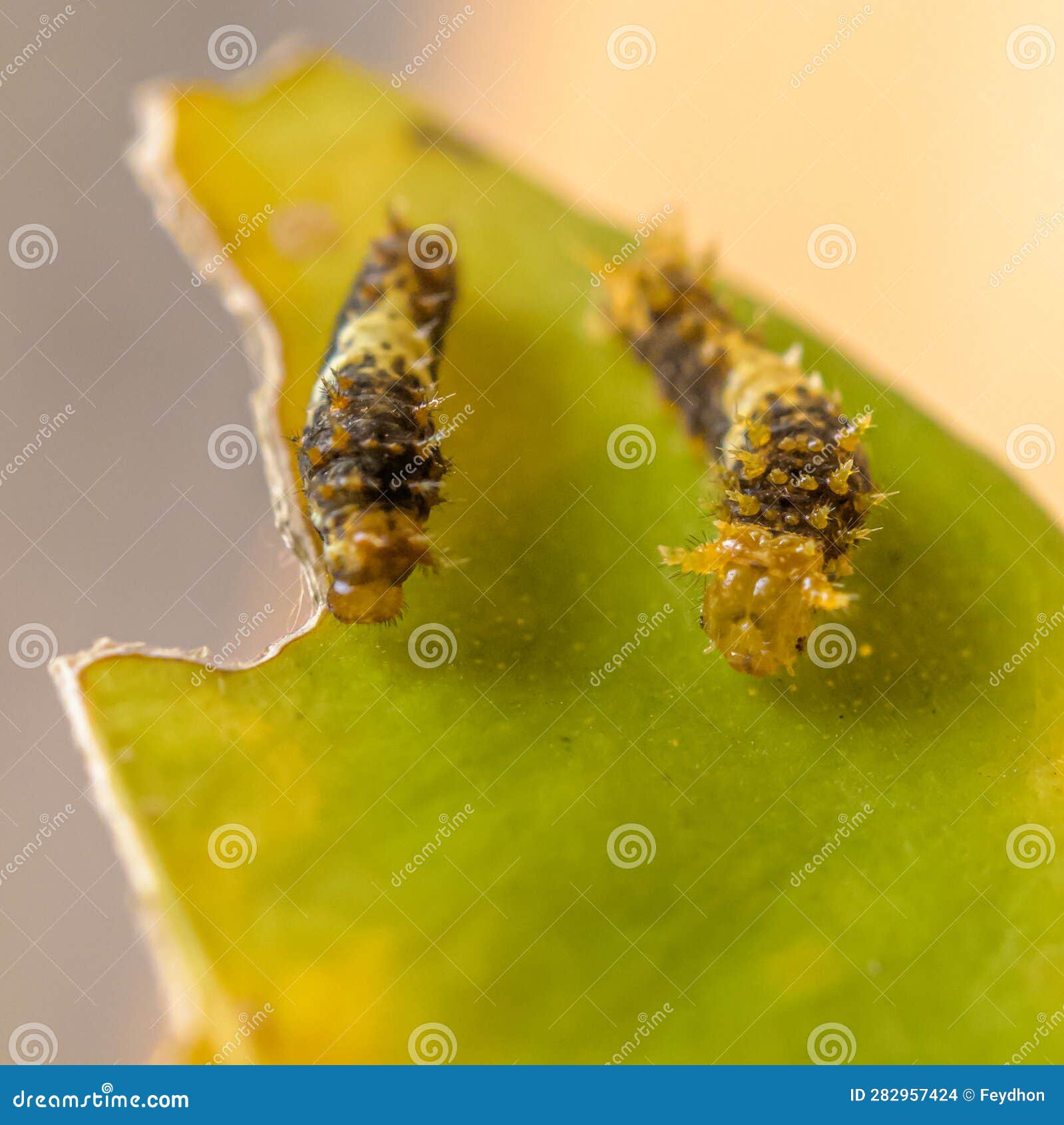 Closeup of Caterpillars of Common Lime Butterfly. Stock Photo - Image ...