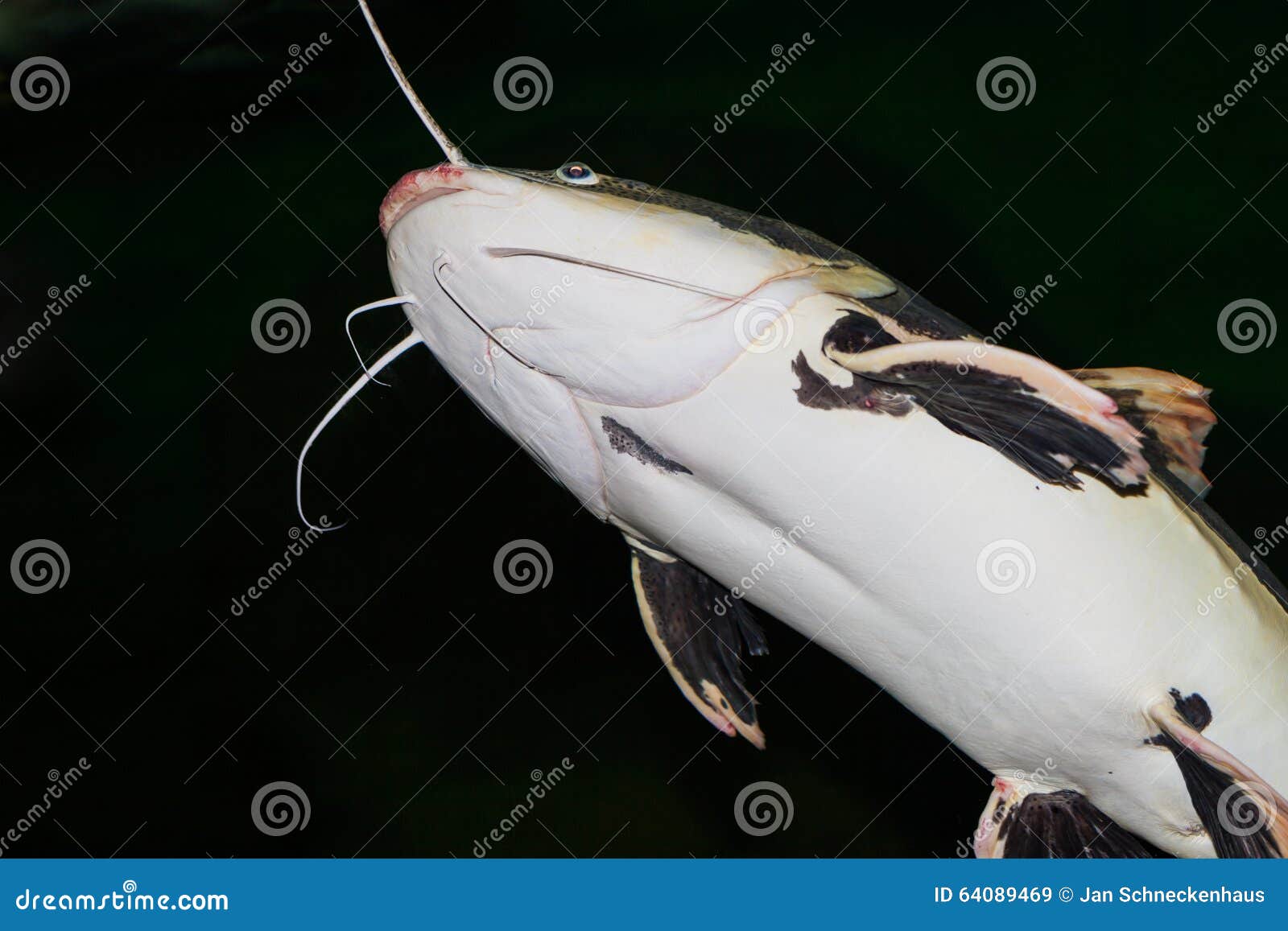 Closeup of a catfish stock image. Image of hemioliopterus - 64089469